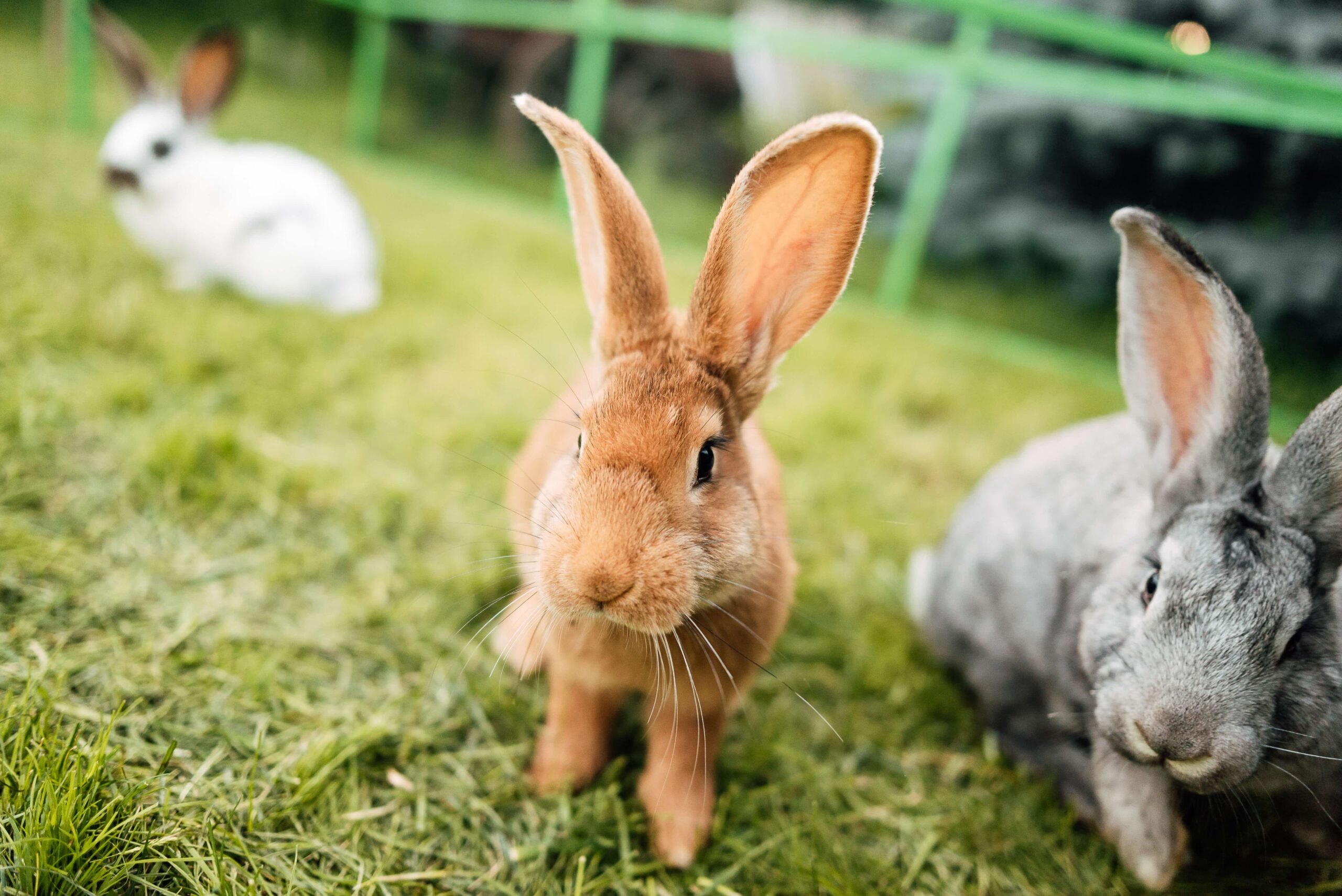 Rabbit Bonding Guide: How to Bond Your Rabbits | VetPartners UK