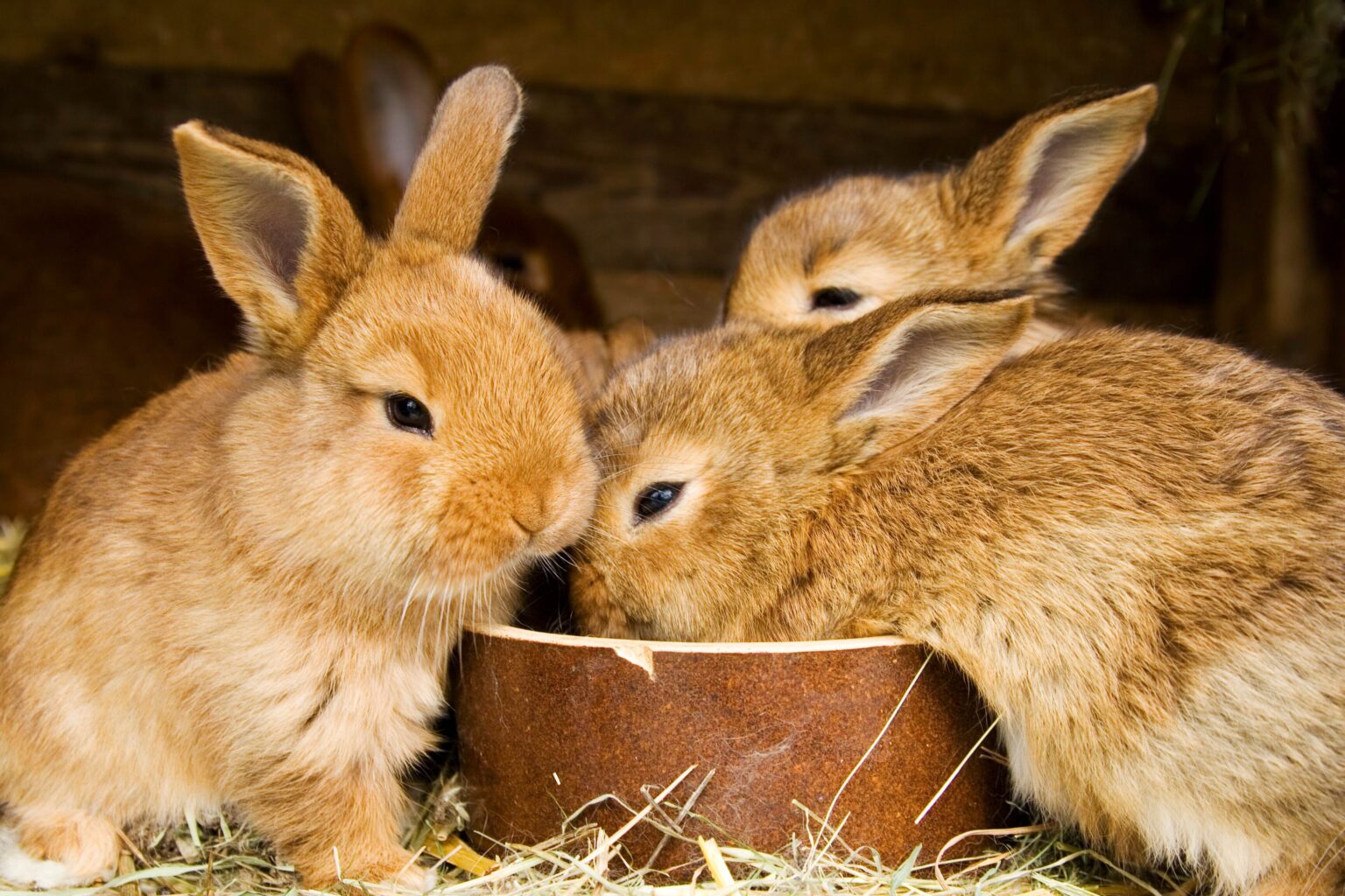 Rabbit Bonding Guide: How to Bond Your Rabbits | VetPartners UK