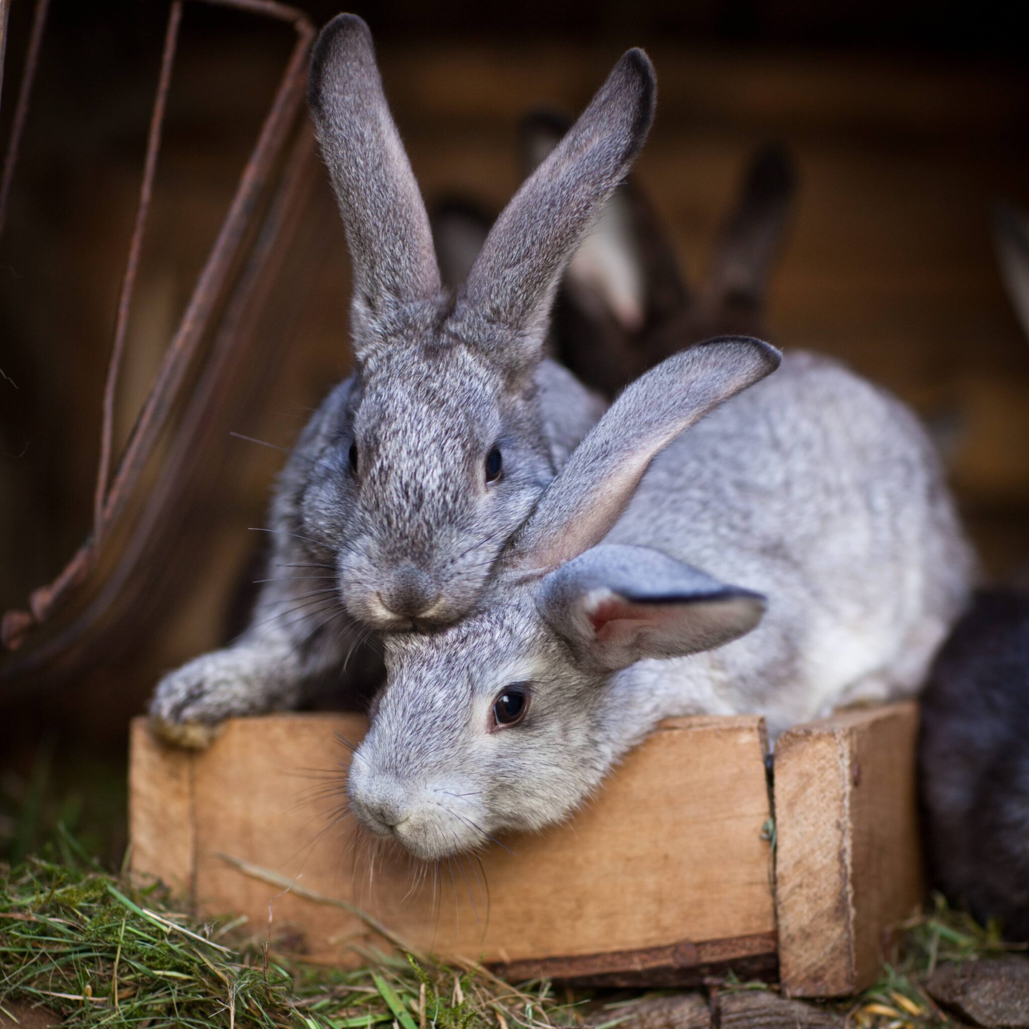 Housing Requirements for Rabbits | VetPartners UK