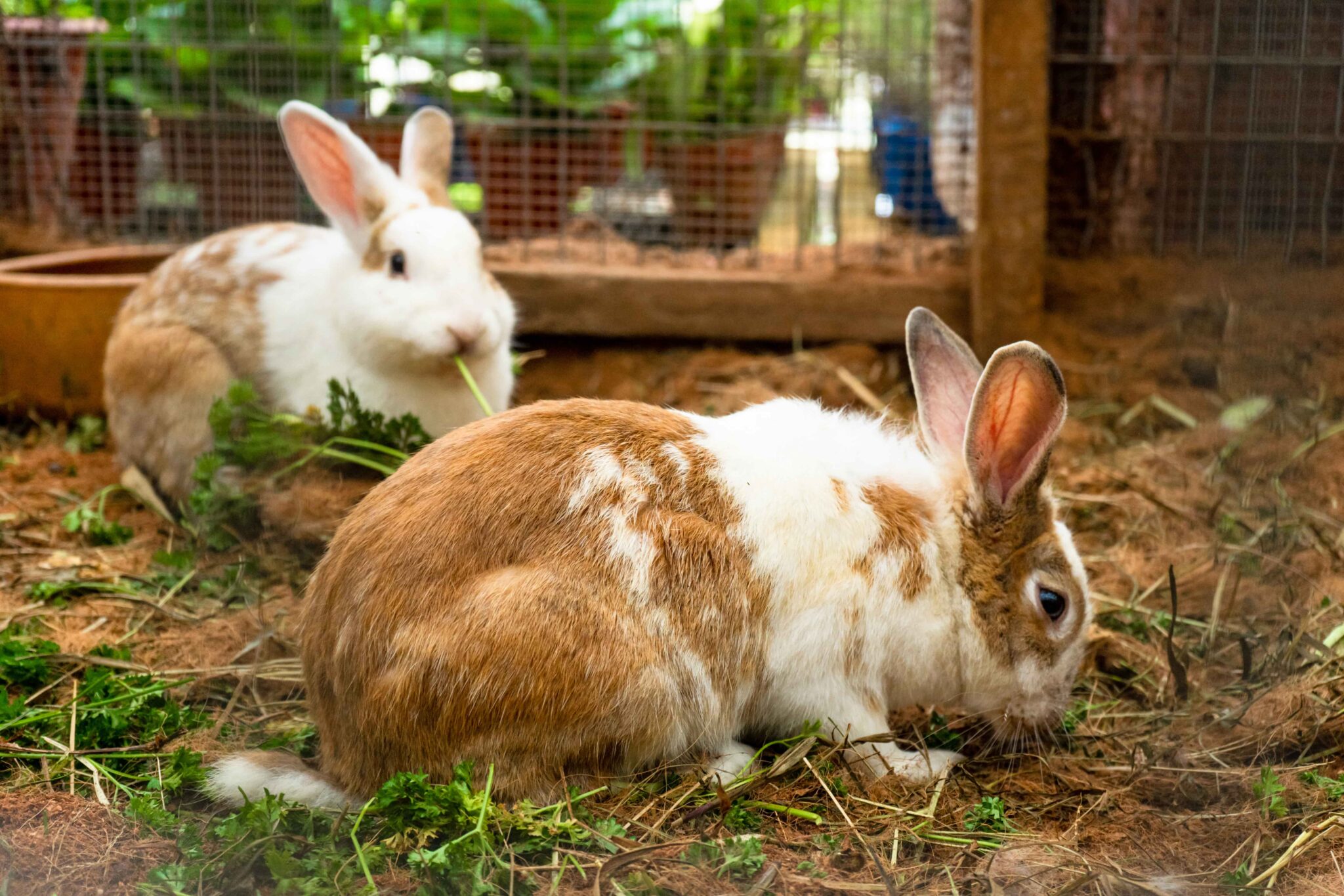 Rabbit Bonding Guide: How to Bond Your Rabbits | VetPartners UK