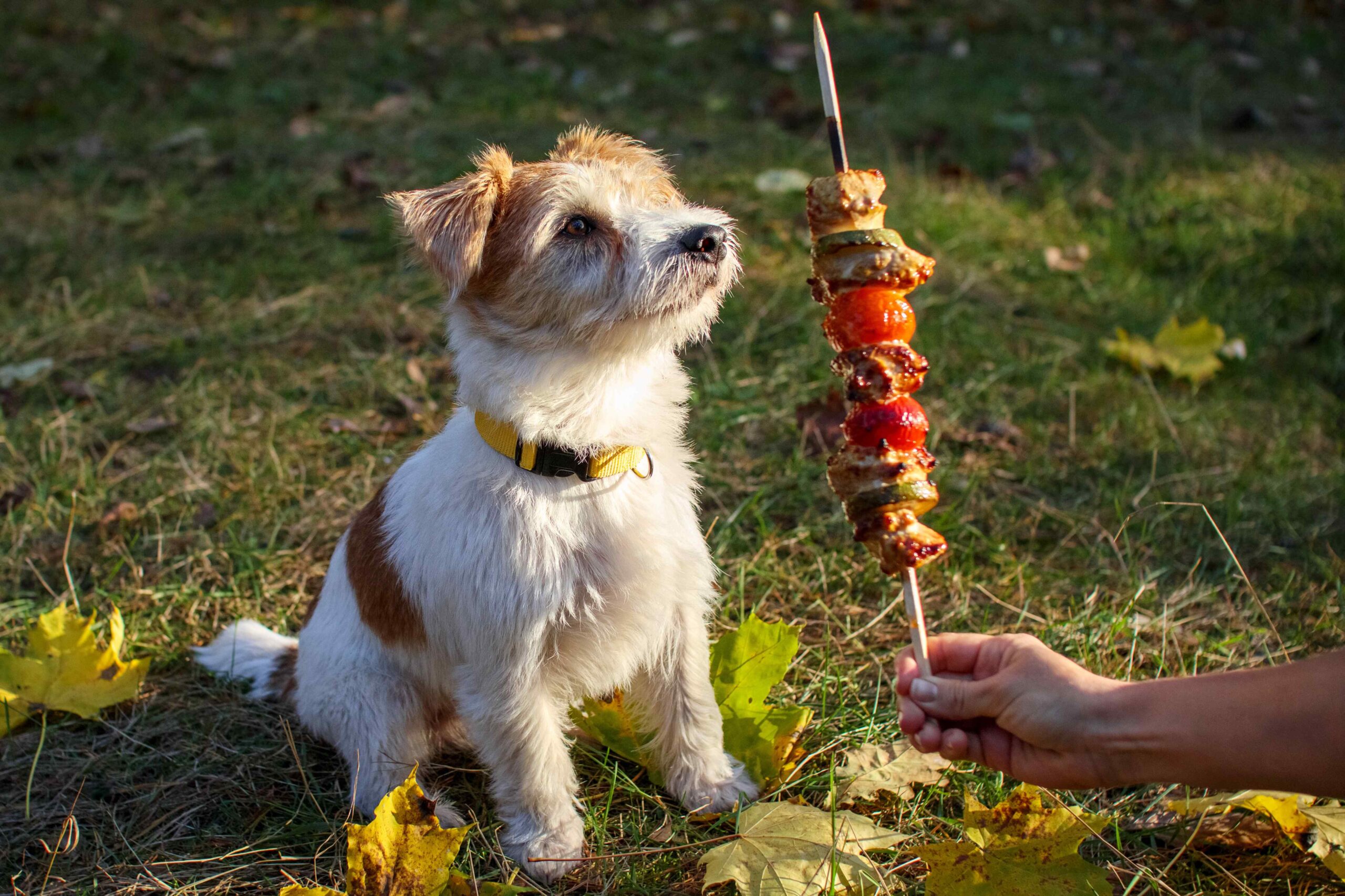 Keeping Pets Safe During BBQ Season | VetPartners UK