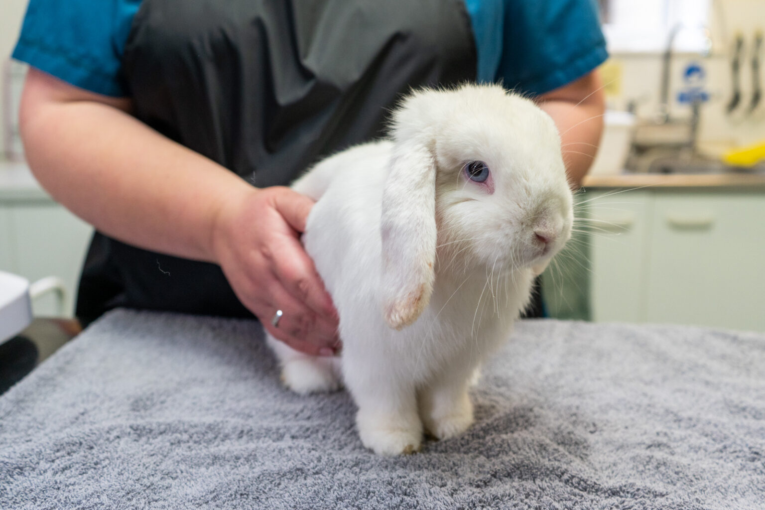 Everything you need to know about neutering your rabbit | VetPartners UK