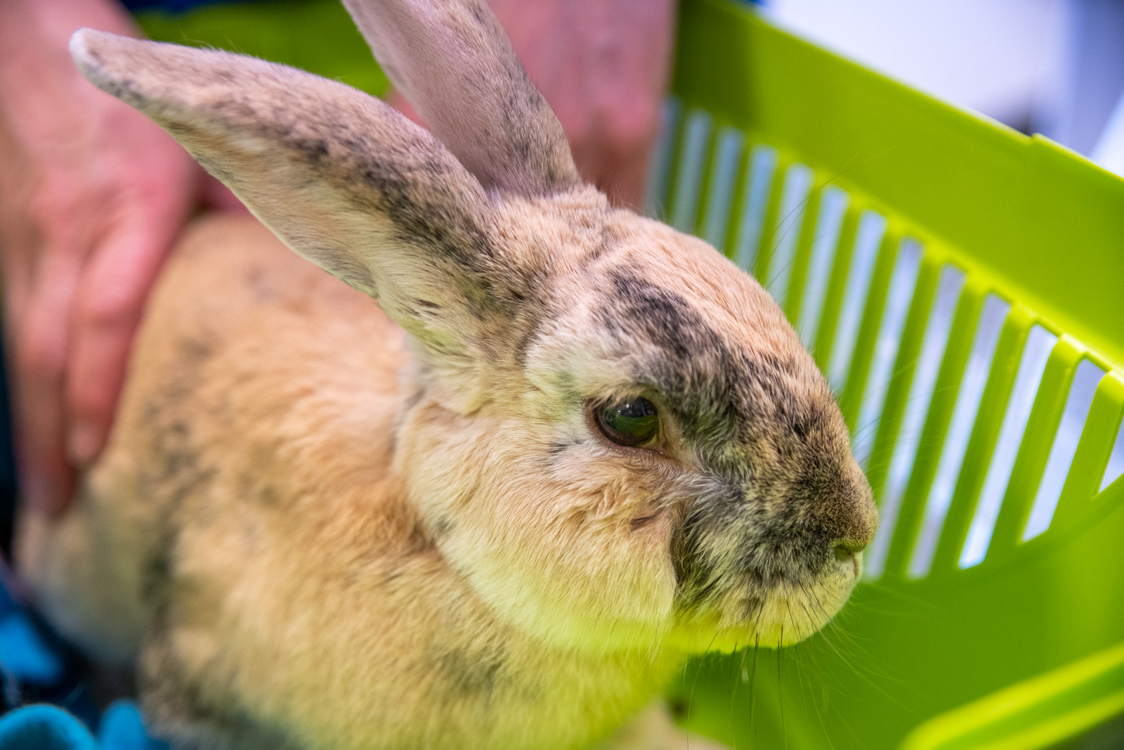 Everything you need to know about neutering your rabbit | VetPartners UK