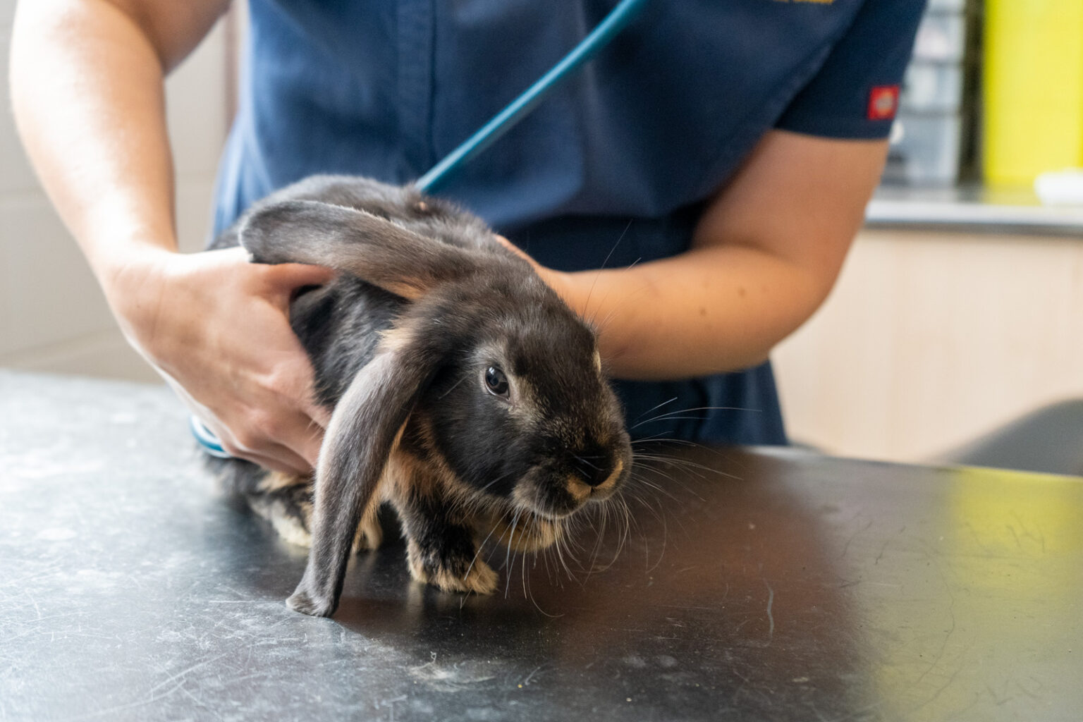 Everything you need to know about neutering your rabbit | VetPartners UK
