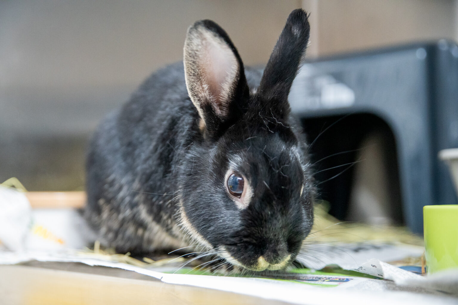 Everything you need to know about neutering your rabbit | VetPartners UK