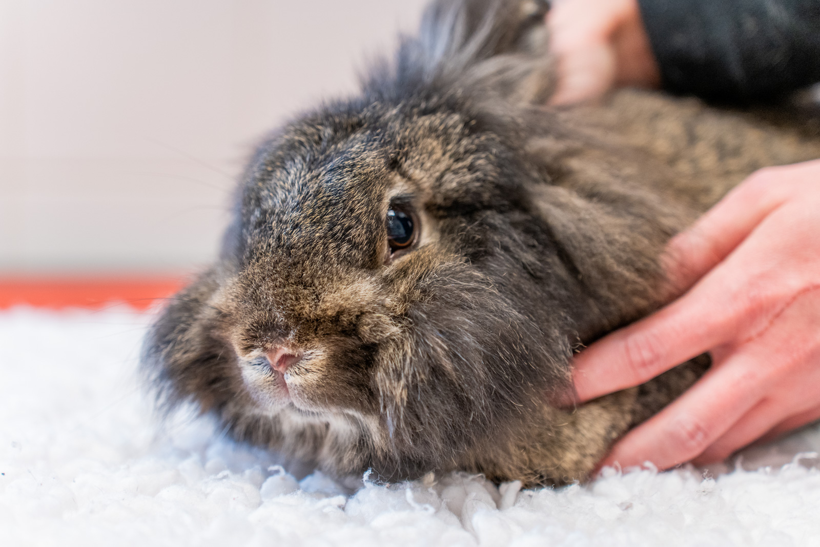 Everything you need to know about neutering your rabbit | VetPartners UK