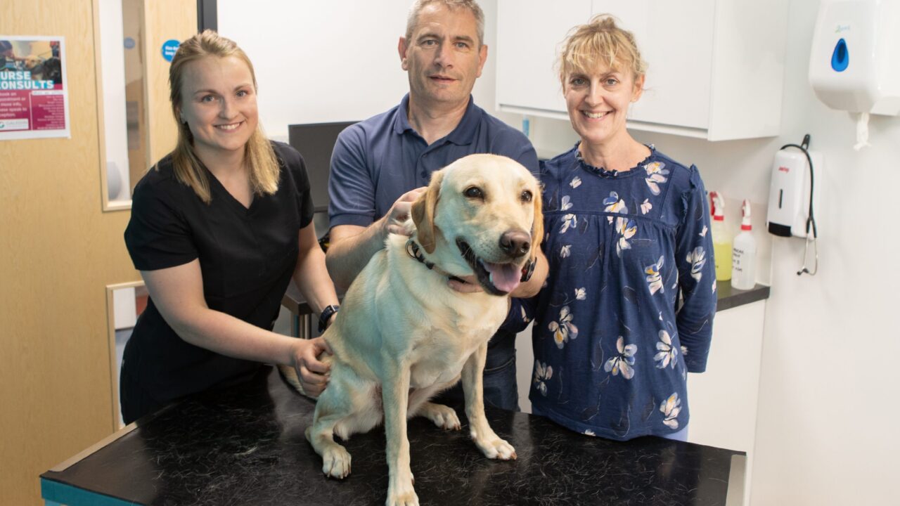 Duns vet practice issues warning after dog swallows a stone ...