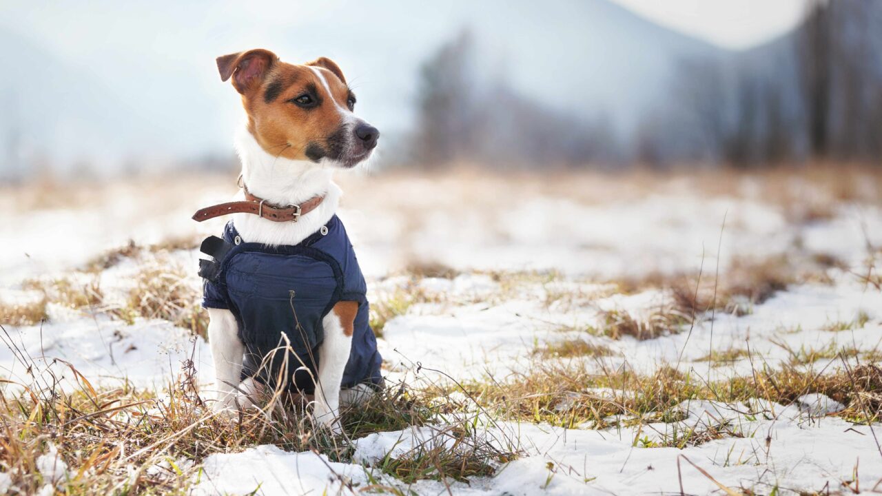 Keeping Your Pet Warm in Cold Weather | VetPartners